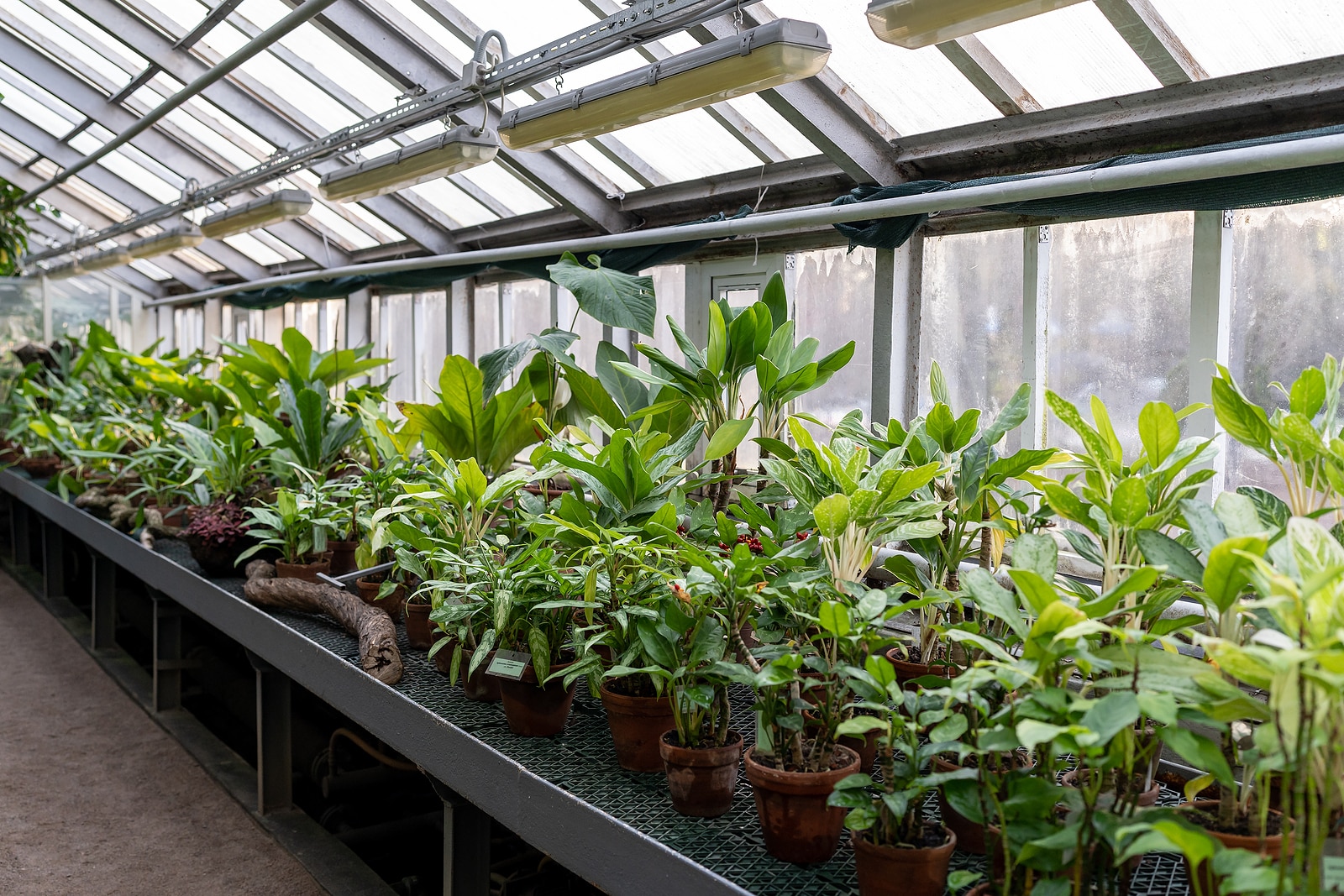 What Is The World’s Largest Conservatory On Earth?